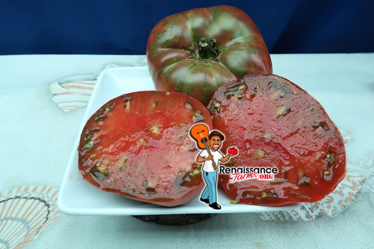 Muddy Mamba Tomato Seeds For Sale At Renaissance Farms.