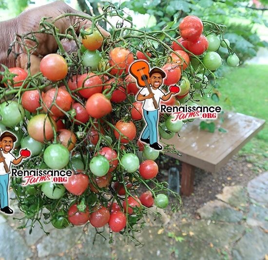 Multiflora Tomatoes Archives | Heirloom Tomato Seeds
