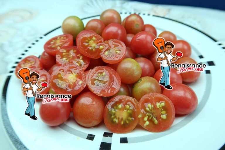 Rose Quartz Multiflora Tomato Seeds For Sale At Renaissance Farms