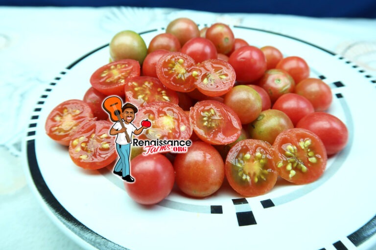 Rose Quartz Multiflora Tomato Seeds For Sale At Renaissance Farms