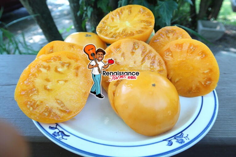Super Nova Tomato Seeds For Sale At Renaissance Farms
