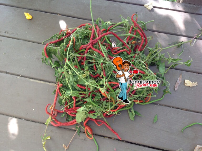 Thunder Mountain Longhorn Pepper Seeds For Sale , Renaissance Farms