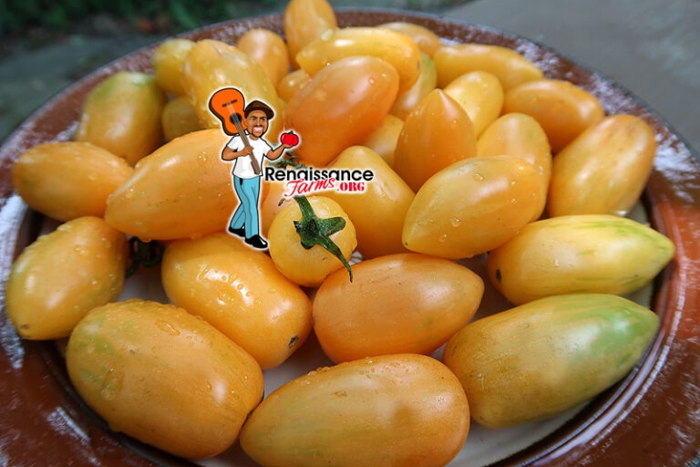 Creamsicle Grape Tomato - Renaissance Farms Heirloom Tomato Seeds