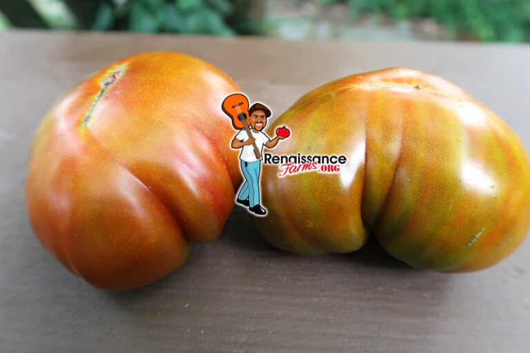 Everett's Rusty Oxheart Tomato Seeds For Sale At Renaissance Farms