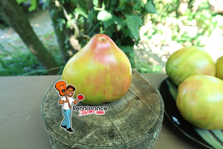 True Colors Tomato Seeds For Sale At Renaissance Farms.