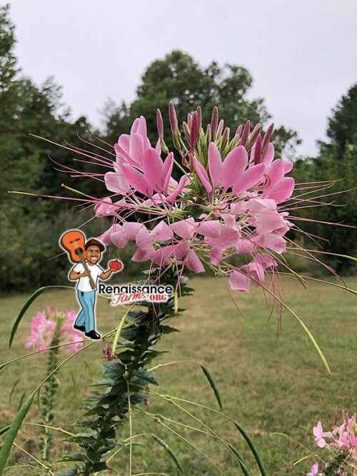 Rose Queen Cleome Seeds For Sale At Renaissance Farms.