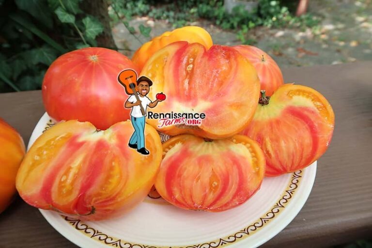 Alleghany Sunset Tomato - Renaissance Farms Heirloom Tomato Seeds