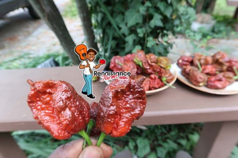Apocalypse Scorpion Chocolate Pepper - Renaissance Farms Heirloom ...