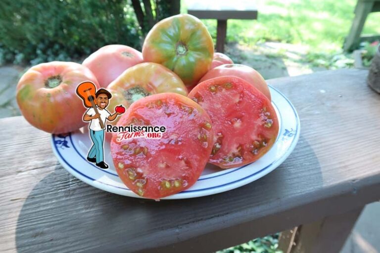 Blue Ridge Mountain Tomato Seeds For Sale At Renaissance Farms