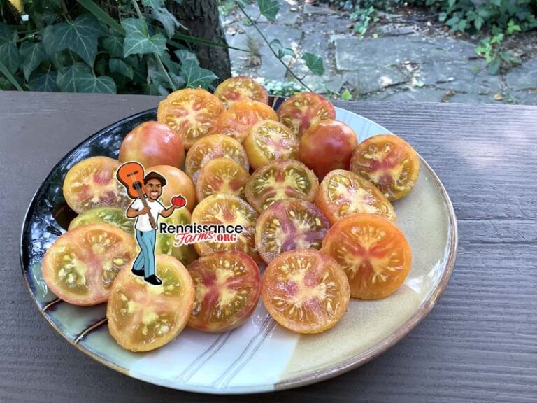 Candy Tomato - Renaissance Farms Heirloom Tomato Seeds