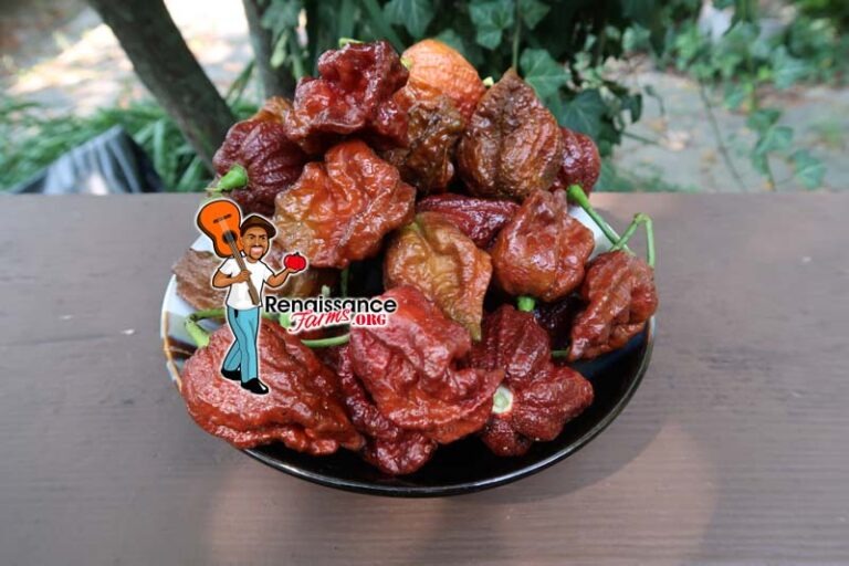 Apocalypse Scorpion Chocolate Pepper - Renaissance Farms Heirloom ...