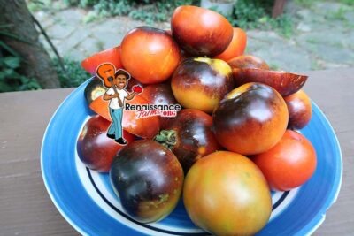 Antho Tomatoes Archives - Renaissance Farms Heirloom Tomato Seeds
