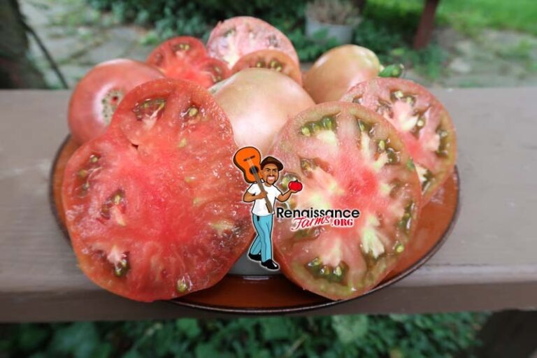 Daniel Burson Tomato Seeds For Sale At Renaissance Farms.
