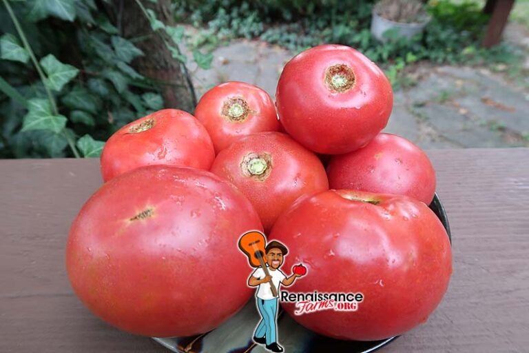 Eva Purple Ball Tomato Seeds For Sale At Renaissance Farms