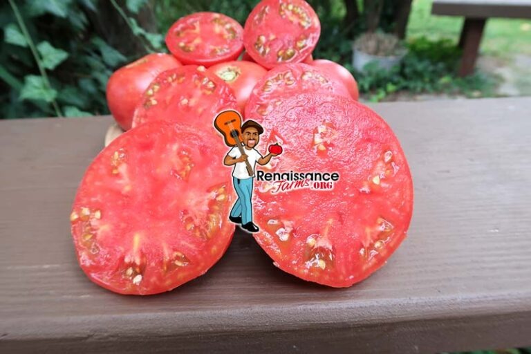 Eva Purple Ball Tomato Seeds For Sale At Renaissance Farms
