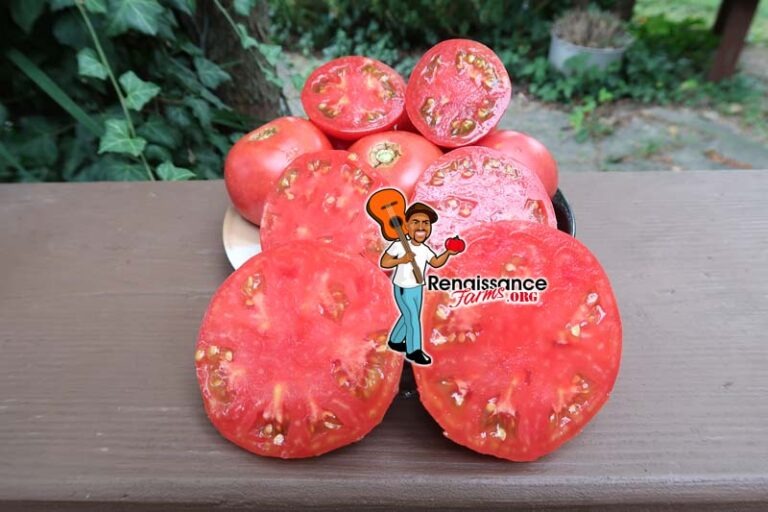 Eva Purple Ball Tomato Seeds For Sale At Renaissance Farms