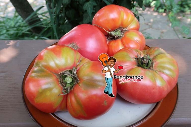 Italian Sweet Beefsteak Tomato Seeds For Sale At Renaissance Farms