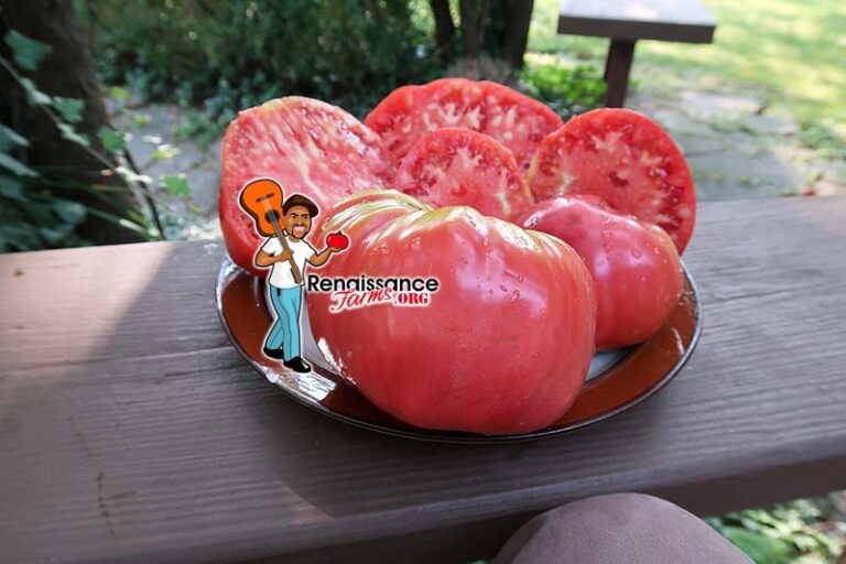 Joe's Portuguese - Renaissance Farms Heirloom Tomato Seeds