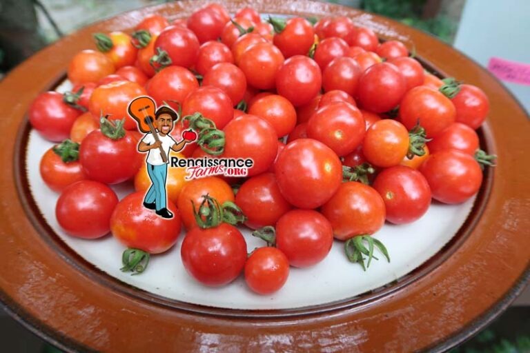 Mexico Midget Tomato - Renaissance Farms Heirloom Tomato Seeds
