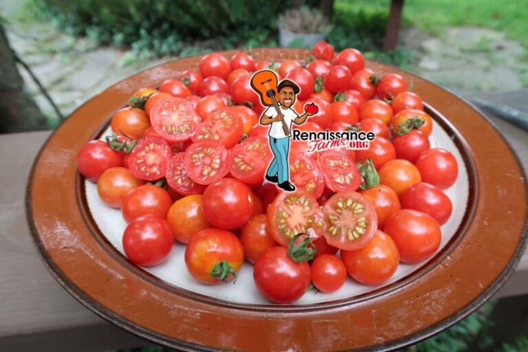 Mexico Midget Tomato - Renaissance Farms Heirloom Tomato Seeds