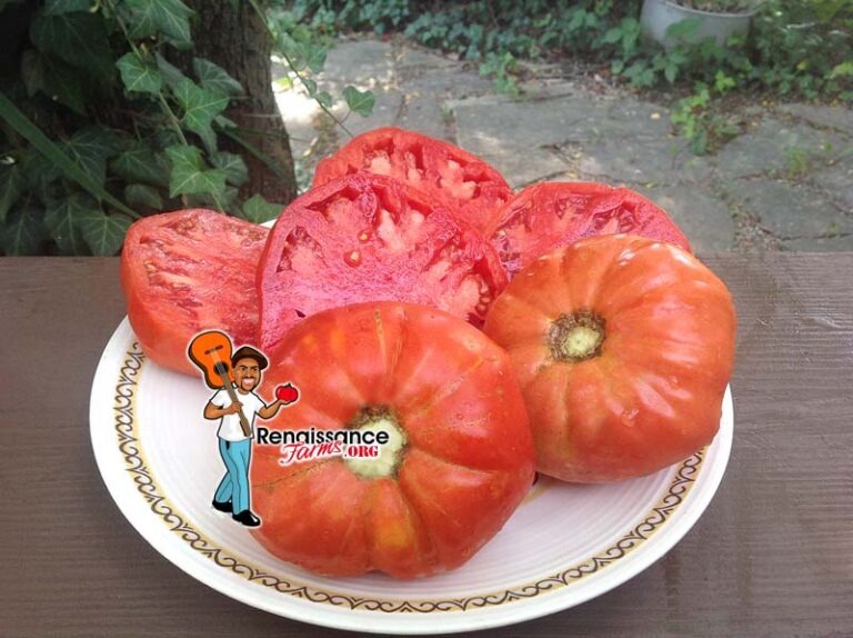 Red Tomatoes Archives - Page 6 of 9 - Renaissance Farms Heirloom Tomato ...