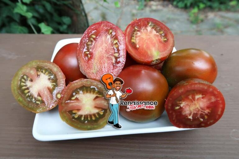 Paul Robeson European Tomato Seeds For Sale At Renaissance Farms.