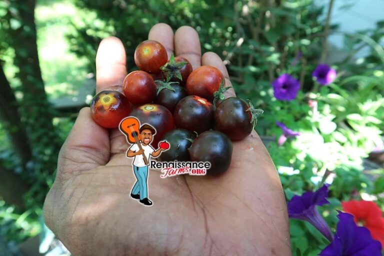 Micro Dwarf Tomatoes Archives - Renaissance Farms Heirloom Tomato Seeds