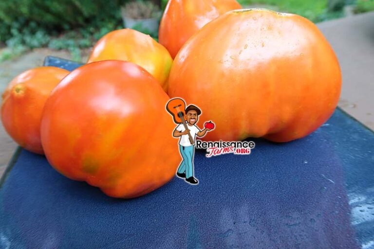 Portuguese Bullheart Tomato - Renaissance Farms Heirloom Tomato Seeds