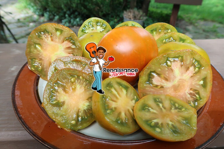 Thorburn's Terra-Cotta Tomato - Seeds For Sale At Renaissance Farms