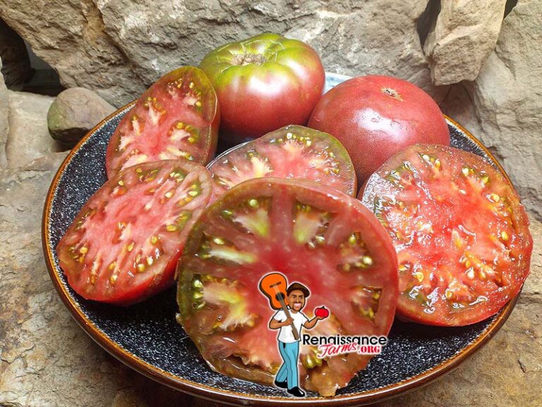 Black Tomatoes Archives - Renaissance Farms Heirloom Tomato Seeds