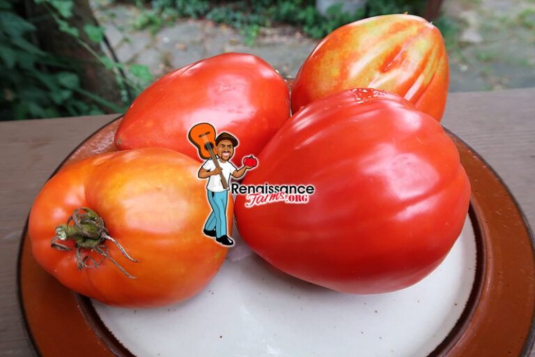 Indiana Red Tomato - Renaissance Farms Heirloom Tomato Seeds
