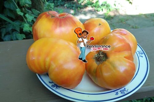 Texas Star Tomato - Renaissance Farms Heirloom Tomato Seeds