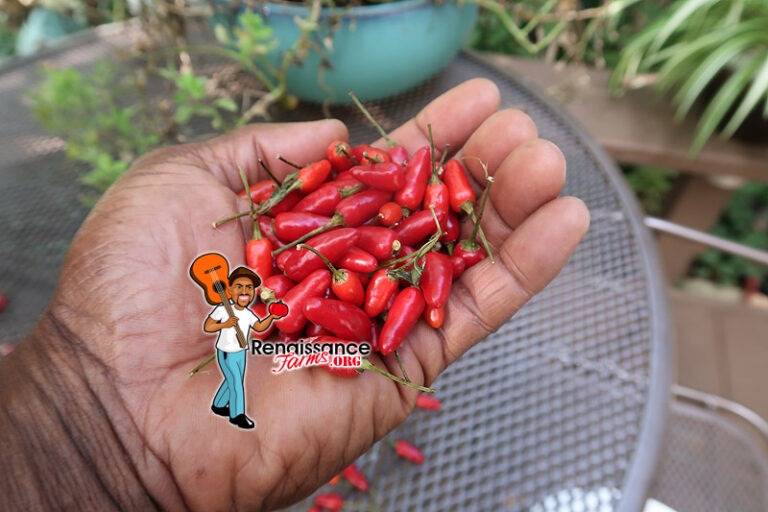 Tiny Samoa Dwarf Pepper - Renaissance Farms Heirloom Tomato Seeds