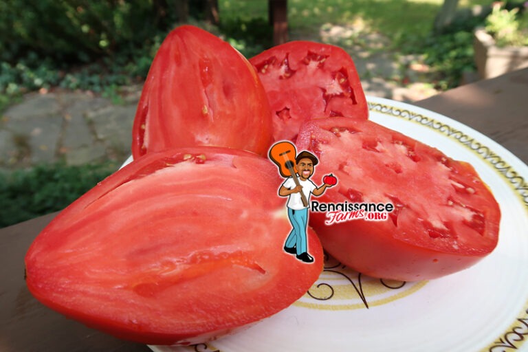 Indiana Red Tomato - Renaissance Farms Heirloom Tomato Seeds